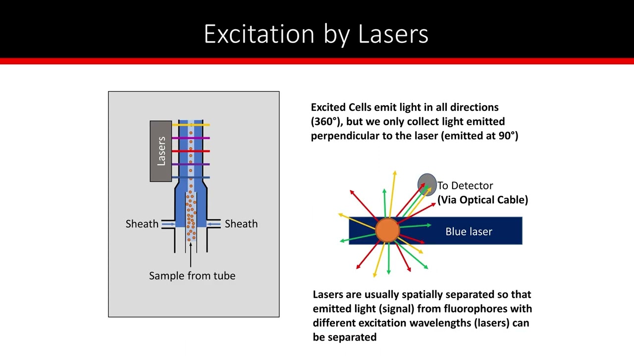 Fundamentals of Flow Cytometry