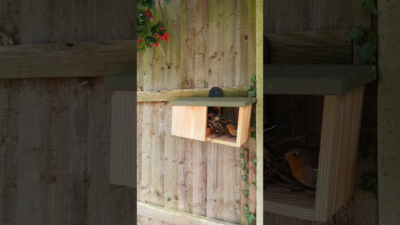 Simon King Wooden Robin Nest Box