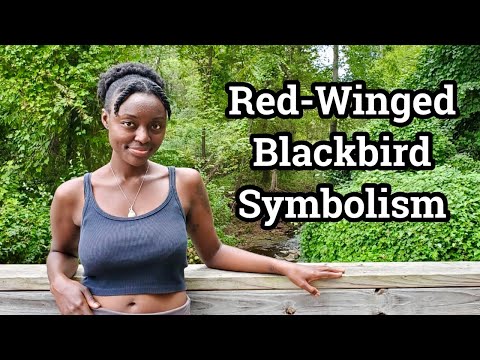 Red Winged Blackbird Spirit Animal Totem