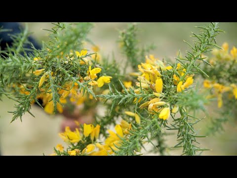 Control Gorse
