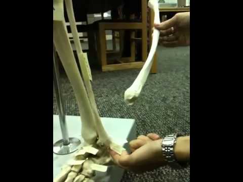 Anatomy of fibula