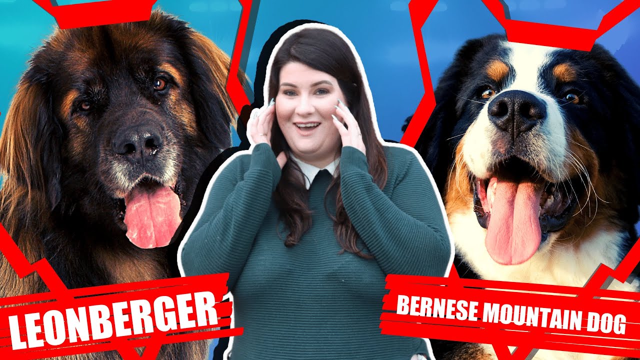 LEONBERGER VS BERNESE MOUNTAIN DOG