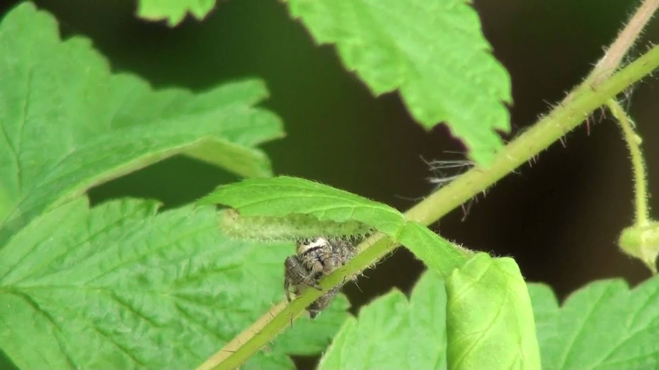 Caterpillar Thwarts Jumping Spider