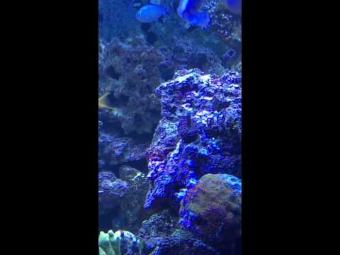 Gluing coral underwater