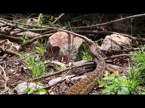 Bushbuck ingested by an enormous African Rock Python