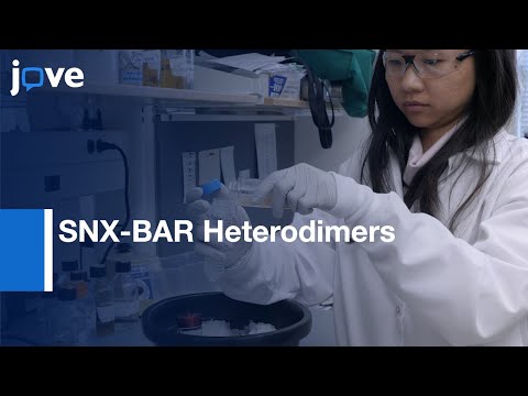 Liposome Binding of Budding Yeast SNX-BAR Heterodimers | Protocol Preview