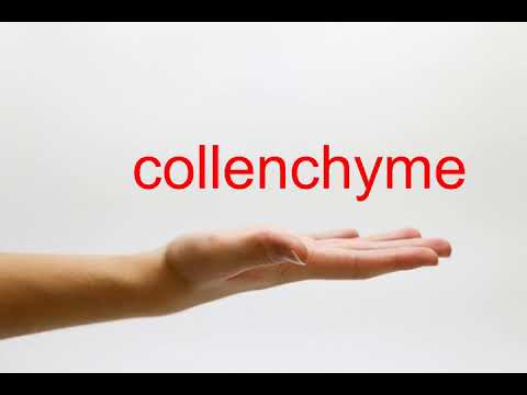 How to Pronounce collenchyme - American English