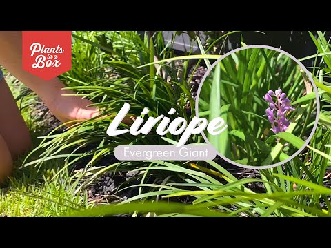 The border plant you've been searching for! Liriope Evergreen Giant