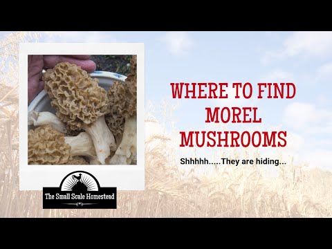 Where to Find Morel Mushrooms