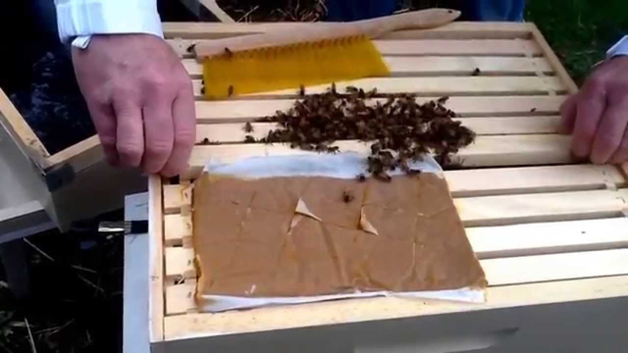 Andy's bees episode 4
