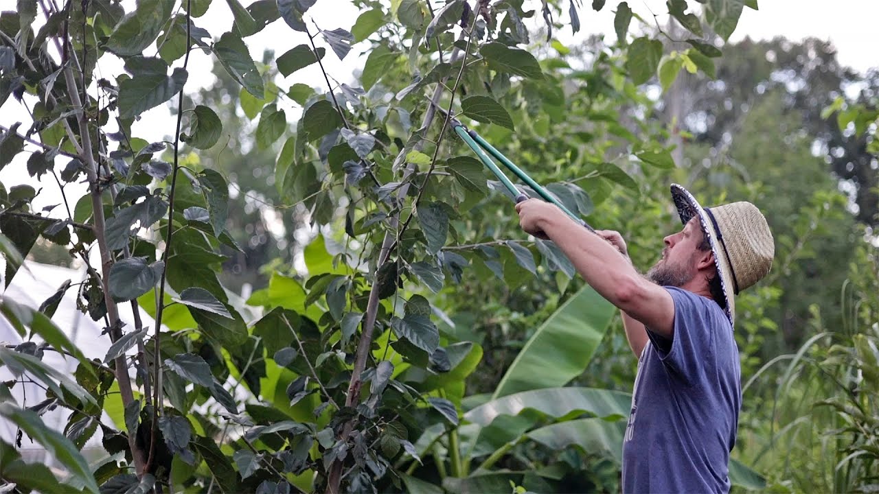 Here's How to Keep Fruit Trees from Getting HUGE (It's Easy!)