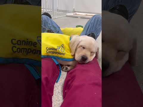 The most adorable puppies snuggling | Canine Companions #shorts #puppy #puppies