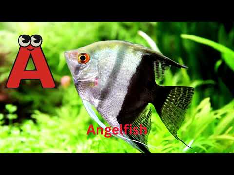 Ocean Animals That Start with A # Fun ABC Song for Kids Learn Sea Creatures#