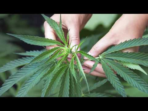 CJ Solutions - CBD Medical Hemp Oil
