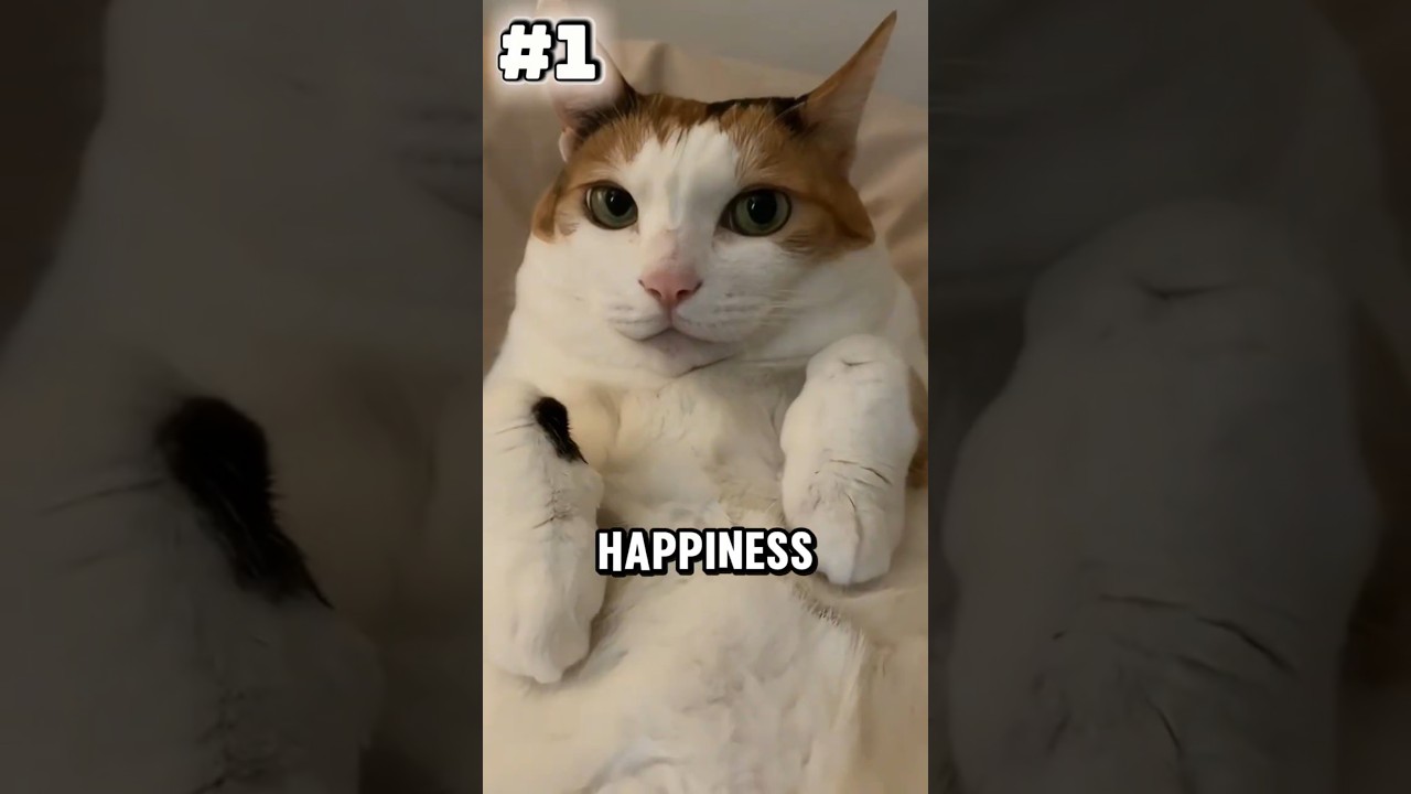 5 Cat Myths Debunked!