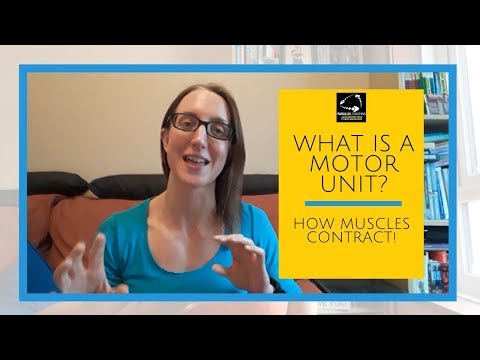 What is a Motor Unit? How muscles contract