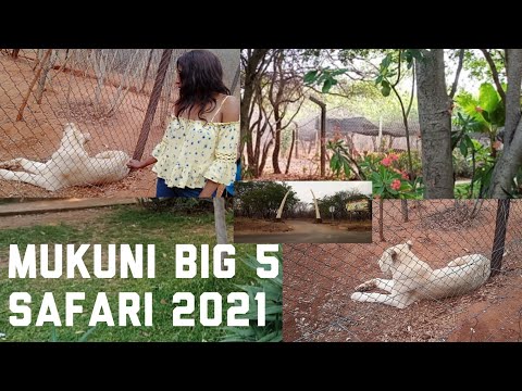 A WALK WITH A LION AND CHEETAH || MUKUNI BIG 5 SAFARI||LIVINGSTONE, ZAMBIA 🇿🇲||2021