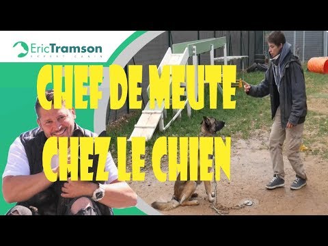C'est quoi un chef de meute ou Alpha dans la hiérarchie des chiens et au sein de la famille ?