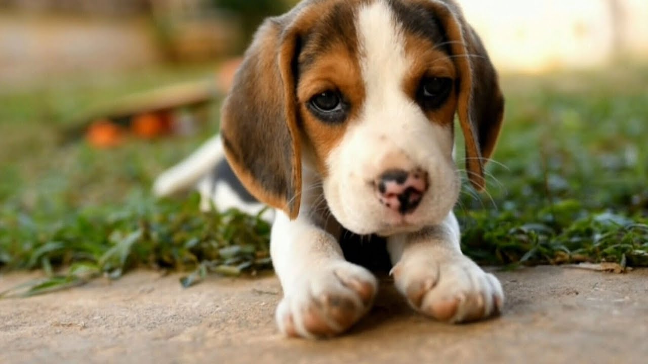 A scientific perspective into sad puppy dog eyes