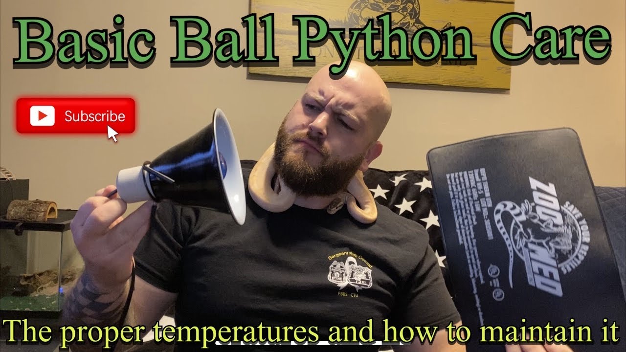 Ball Python 101: Basic Care - the correct temperature and the equipment needed!
