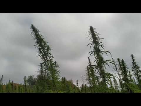 Hemp Valley Croatia
