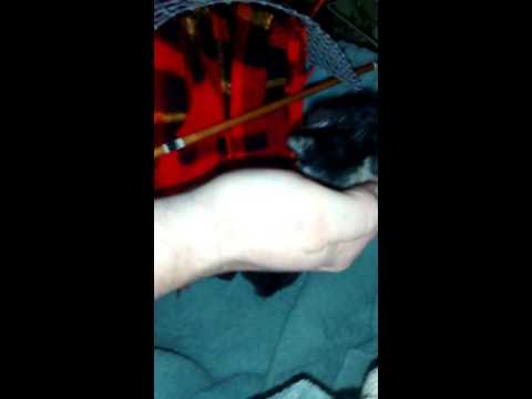 Wool Hen: Or, How to raise chicks with NO HEAT LAMP and possibly no ...