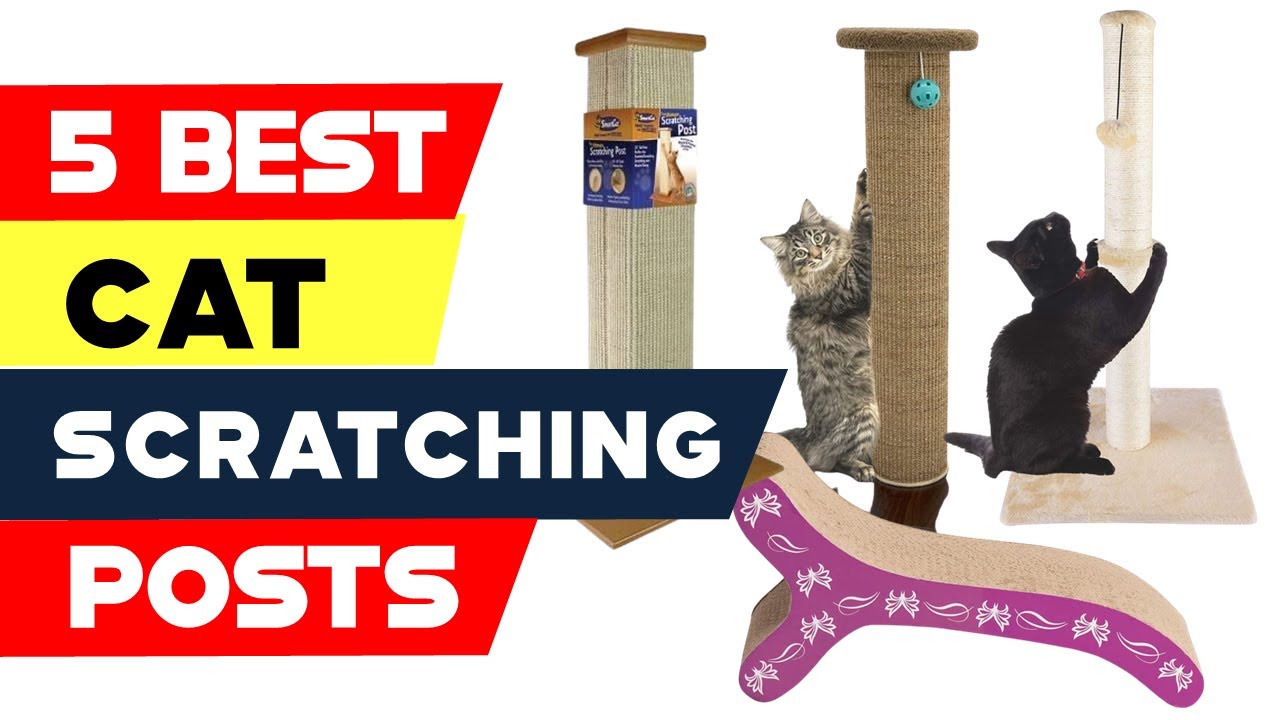 Top 5 Best Cat Scratching Posts Reviews In 2024