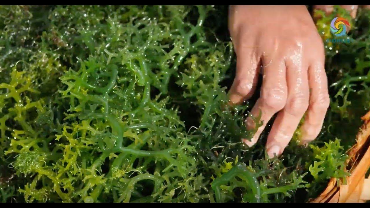 3D Ocean Farming - Bren Smith