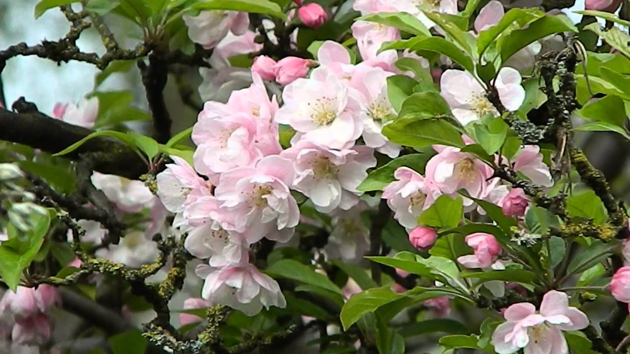 Malus spectabilis Plena