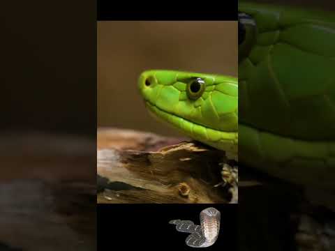 jaaniye duniya ke sabse tez rengne vale saanp ko #dailyfacts #mamba #like #shorts