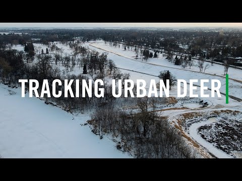 Tracking Urban Deer Populations | Research 101