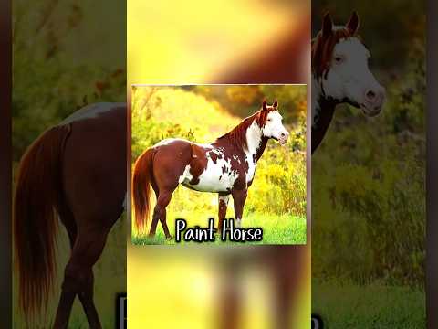 Star Stable Horses But In Real Life!π± / Sso Short / Sso Edit #sso #starstable #starstableonline