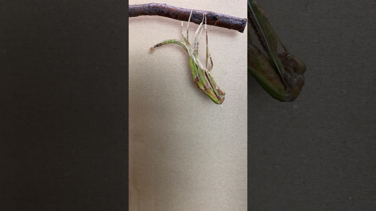 Stick insect molting