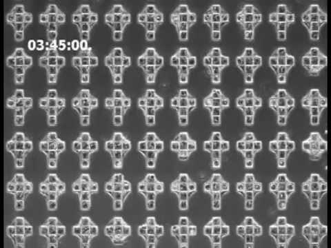 cell origami | The Secrets of Origami