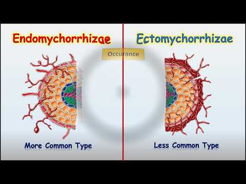 Endomychorrhizae Vs Ectomychorrhizae