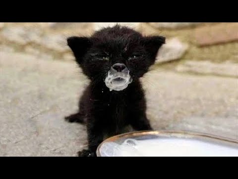 FUNNY CAT MEMES COMPILATION OF 2023 V31