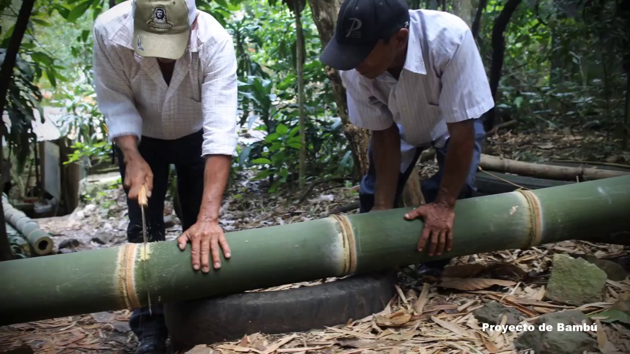 Proyecto de Bambu Nicaragua-Matagalpa