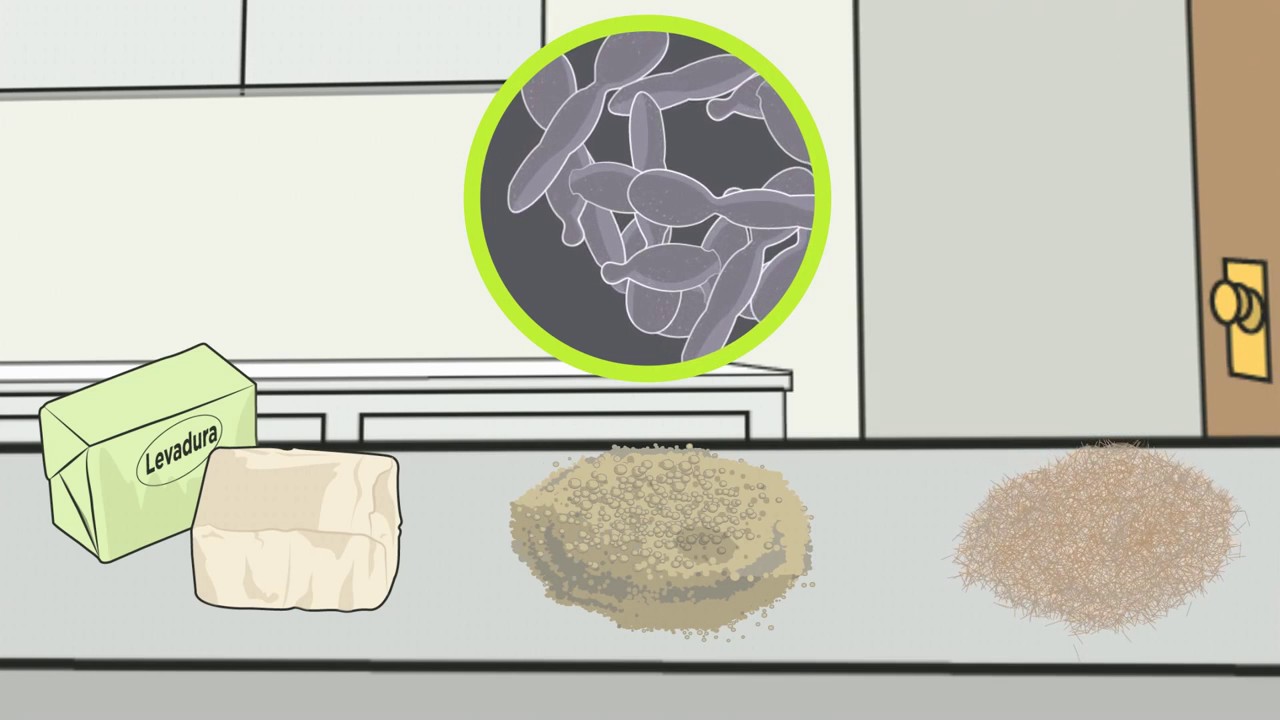 Curso de panadería: levadura