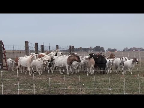 Goats On The Go