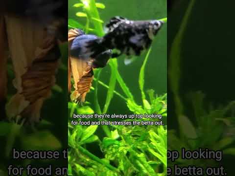 I Tried Picking a CALM Betta Fish *It Worked!*