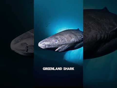 🐢🌿 The 3 Animals That Live the Longest 🦈⏳ #animals #interestingfacts