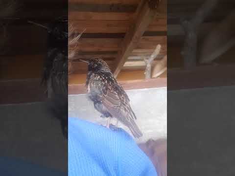 Talking Starling