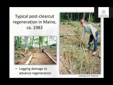 A Cross-Border Examination of the Silviculture of Spruce Mixedwoods