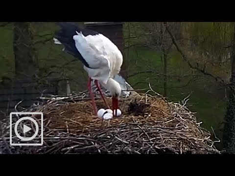 Ei nummer 5 voor ooievaars in Herwijnen | #WILDCAM