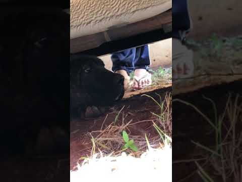 DinoSonso Briga com Cachorro Fila