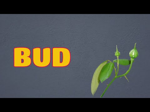 What Does BUD Means || Meanings And Definitions With Example in ENGLISH
