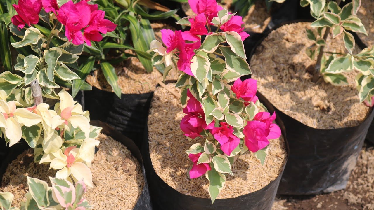 Jual tanaman hias bunga Bougenville🌺085233852147 tanaman hias trending