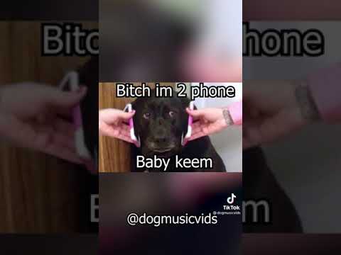 Dog music vids on tiktok