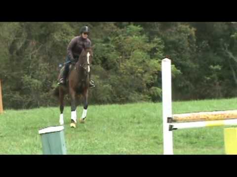 Adelaide WF (Adamant x Aly Alice xx) Mare Performance Test
