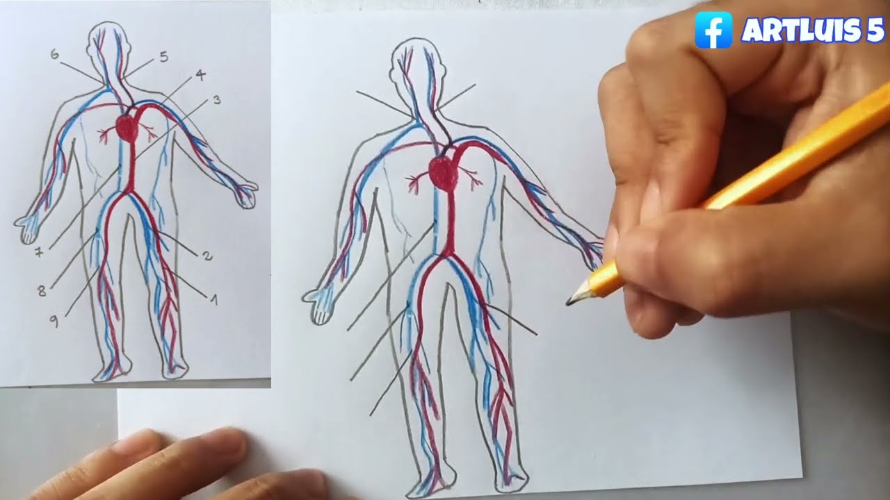How to draw the CIRCULATORY SYSTEM AND ITS PARTS (Read description)